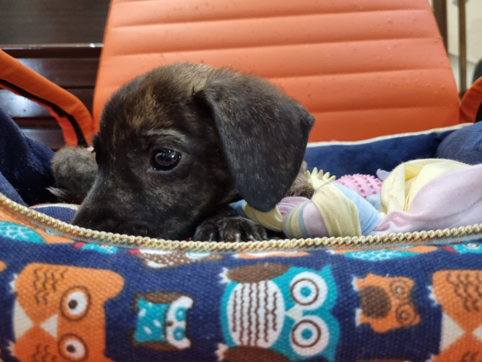 Volunteer Here - Community Hours